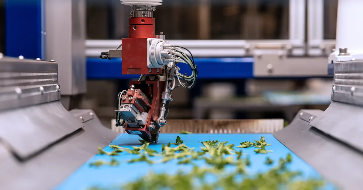 AI in Horticulture: automating manual labour with Vision… | Robovision