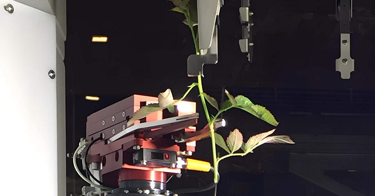 AI-powered robot cutting and planting roses | Robovision